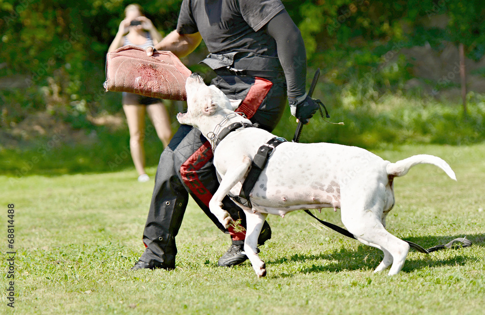 Dogo Argentino Bite dogo-argentino-bite