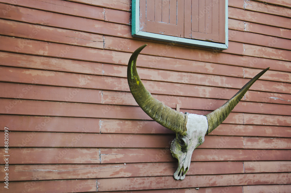 longhorn buffalo Stock Photo | Adobe Stock