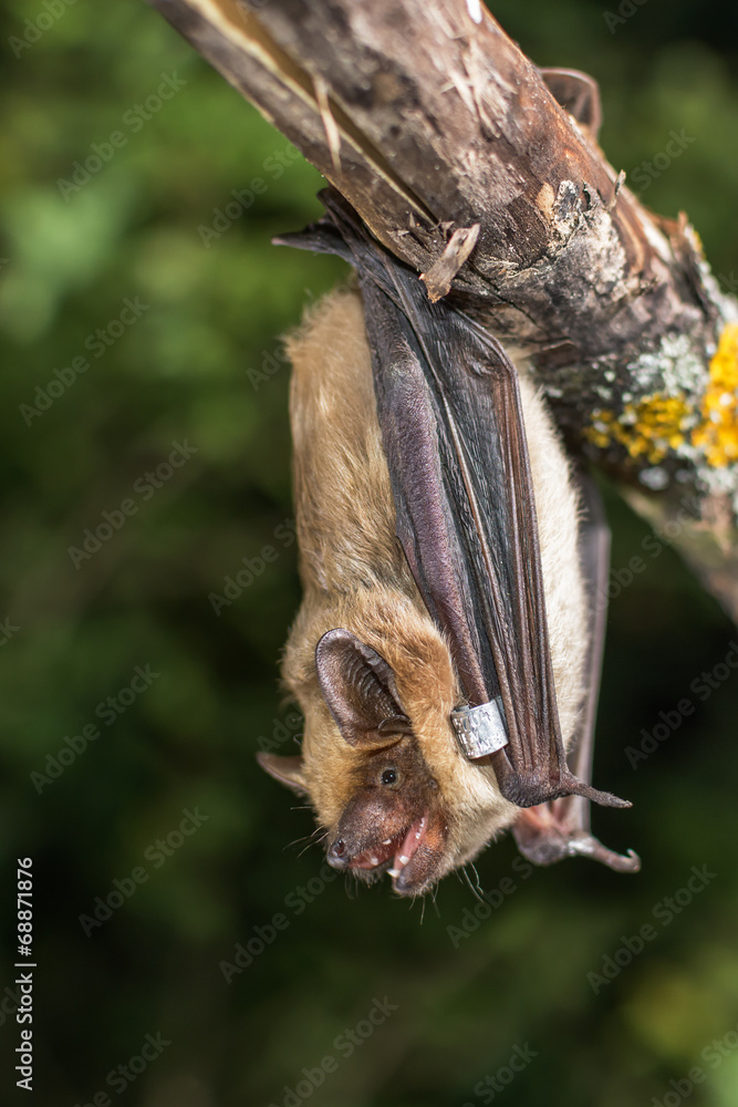 Serotine bat Stock-Foto | Adobe Stock