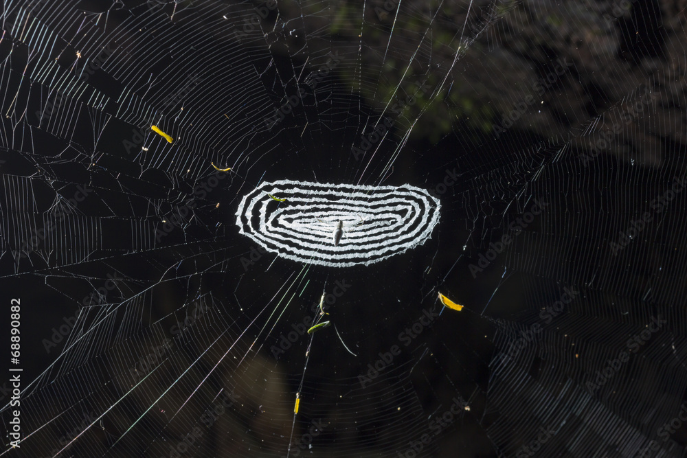 Small spider in the center of a spider web Stock Photo | Adobe Stock