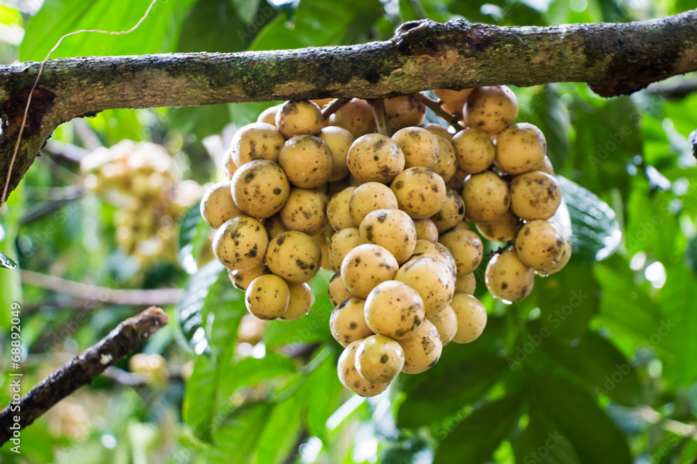 Longkong on tree Stock Photo | Adobe Stock