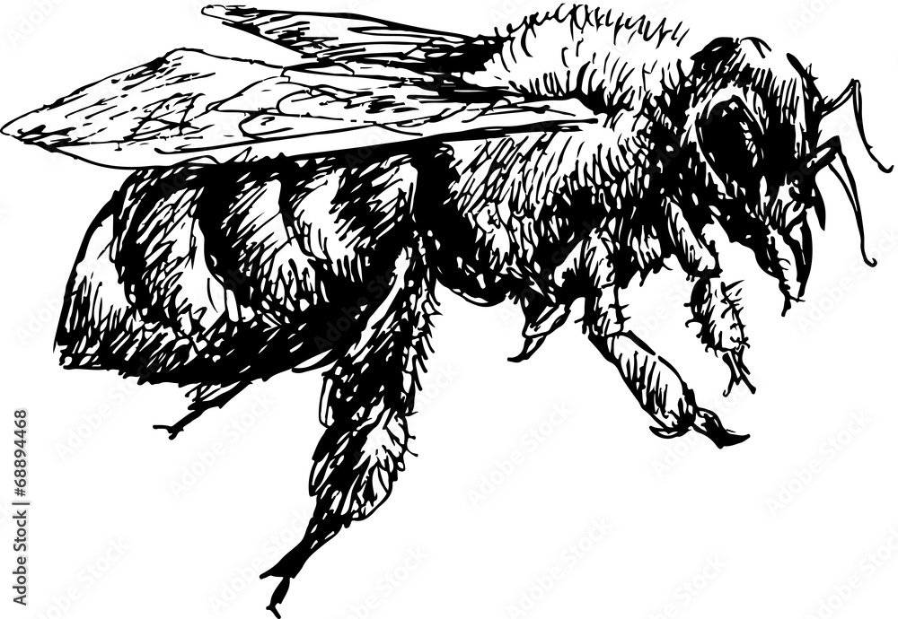 hand drawn bee Stock Vector | Adobe Stock