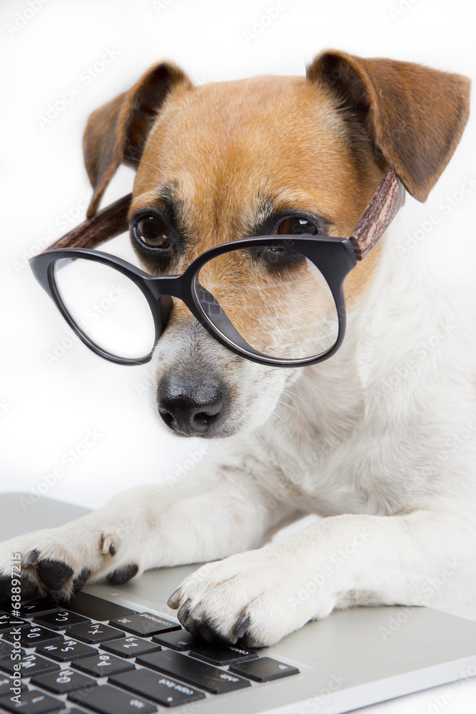 computer dog Stock-Foto | Adobe Stock