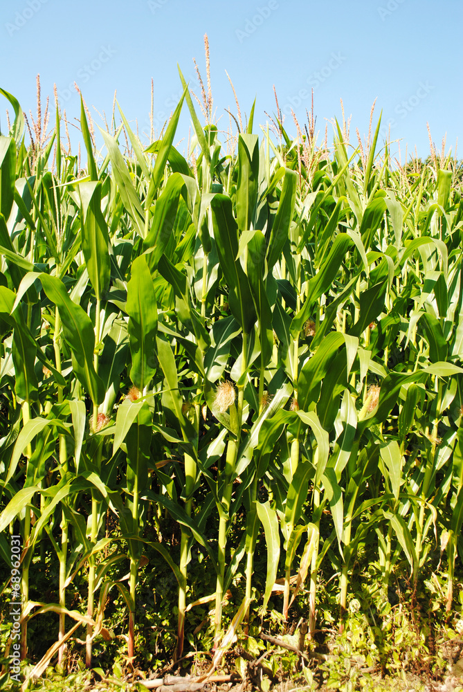 Close-Up of a Corn Field on a Hot Summer Day Stock Photo | Adobe Stock