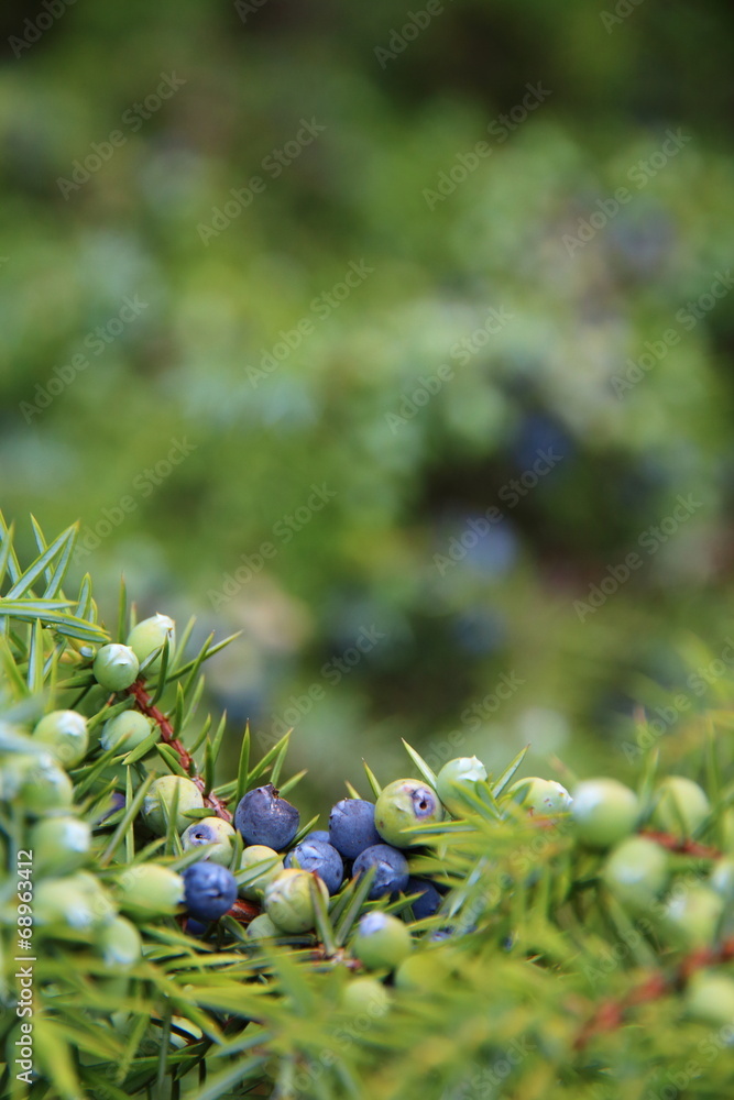 Wacholder Wacholderbeeren (Juniper berries) Stock-Foto | Adobe Stock