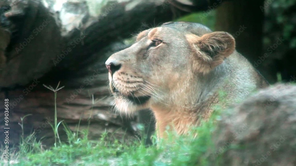 Lioness wild Stock Video | Adobe Stock