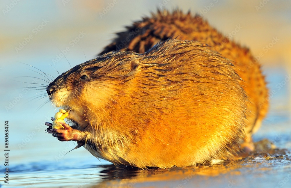 Eating Muskrat Stock Photo | Adobe Stock