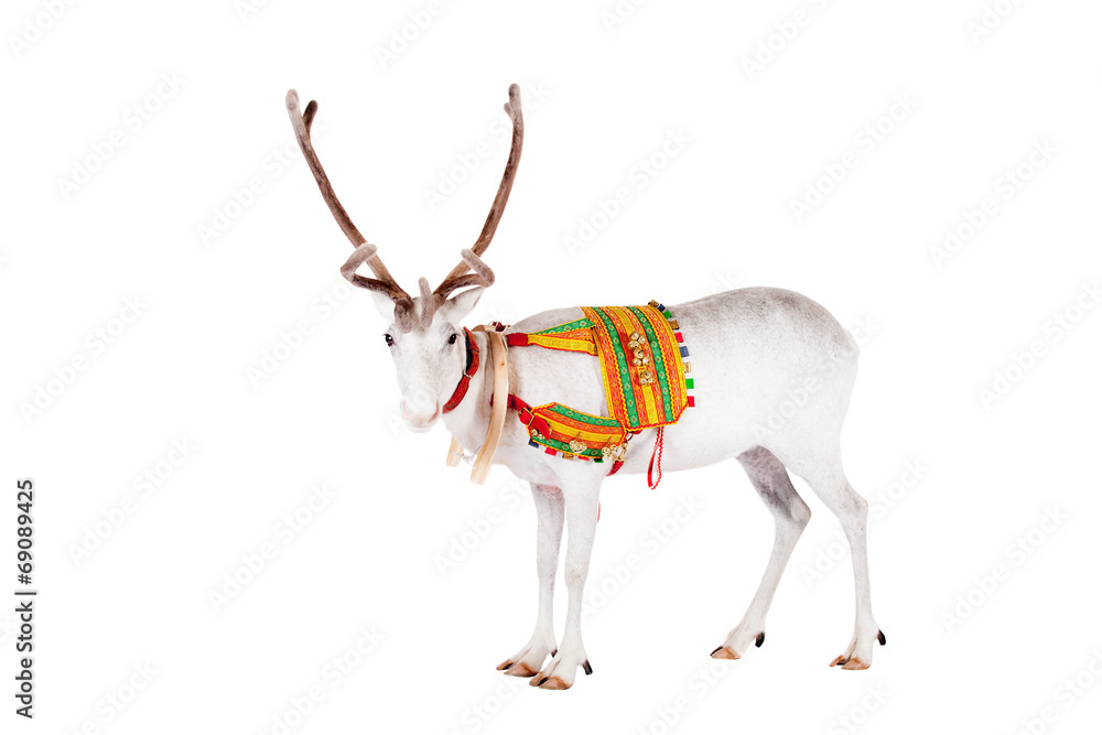 Reindeer Harness