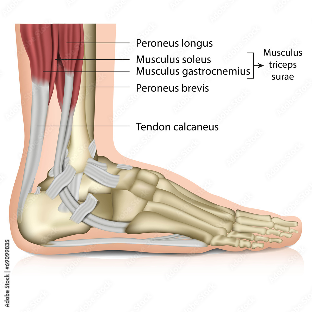 Anatomie Fuß - Muskeln, Perenoal anatomy เวกเตอร์สต็อก | Adobe Stock