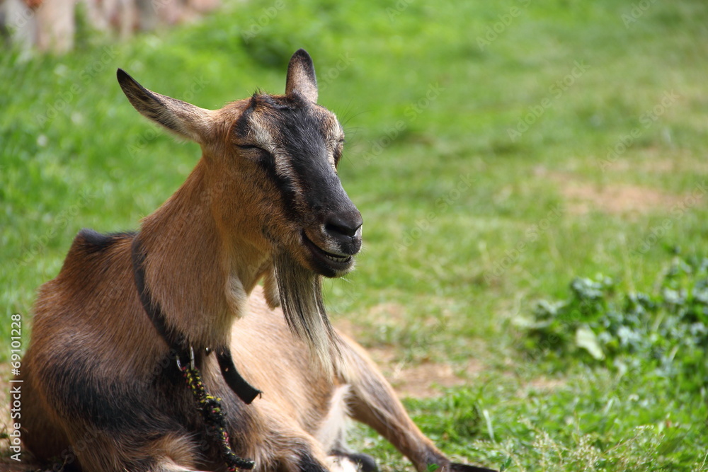 koza domowa - uśmiech Stock Photo | Adobe Stock