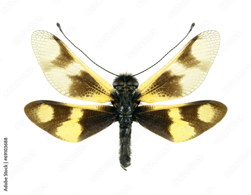 Ascalaphus Libelloides macaronius Stock Photo | Adobe Stock