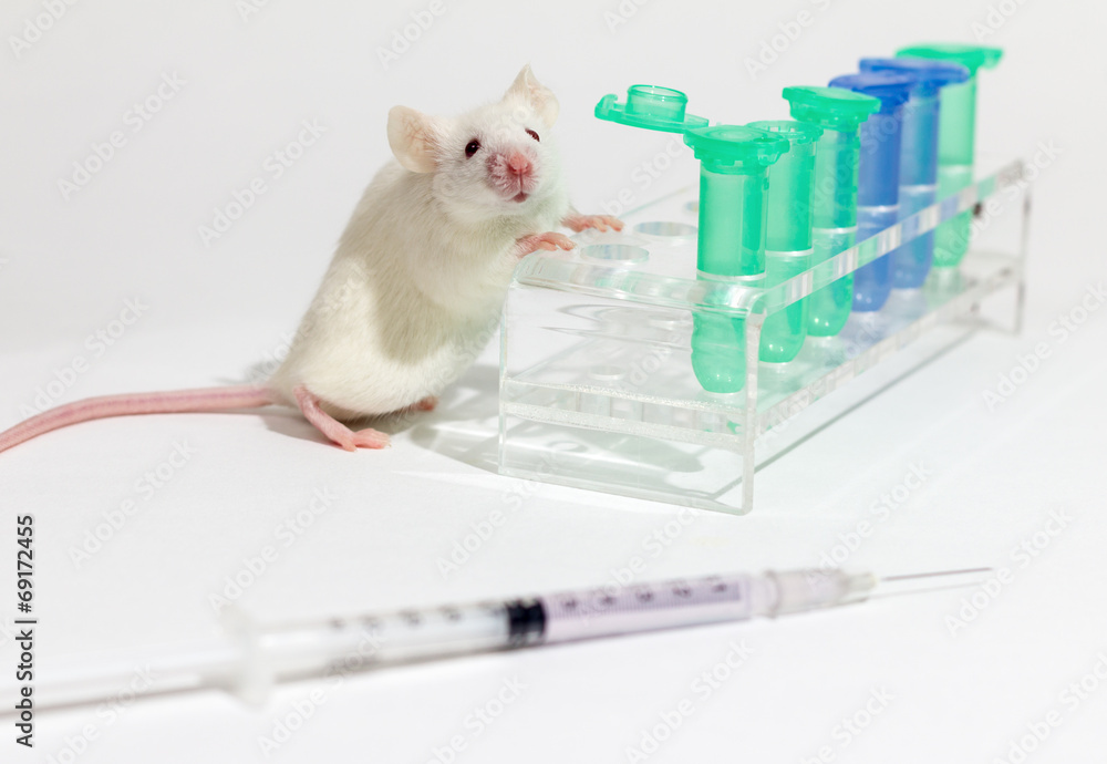 Animal experiment, white laboratory mouse, test tubes, syringe foto de ...
