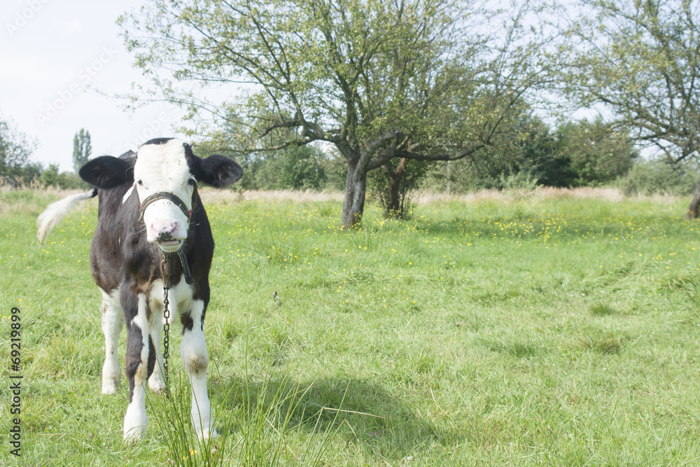 Cielak Stock Photo | Adobe Stock