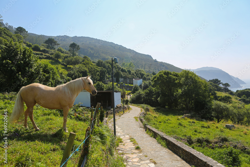 Horse in a Galician landscape Stock Photo | Adobe Stock
