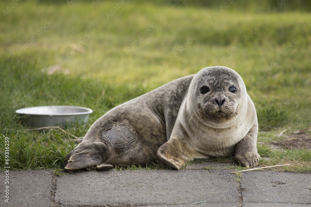 Foca Domestica Stock Photo | Adobe Stock
