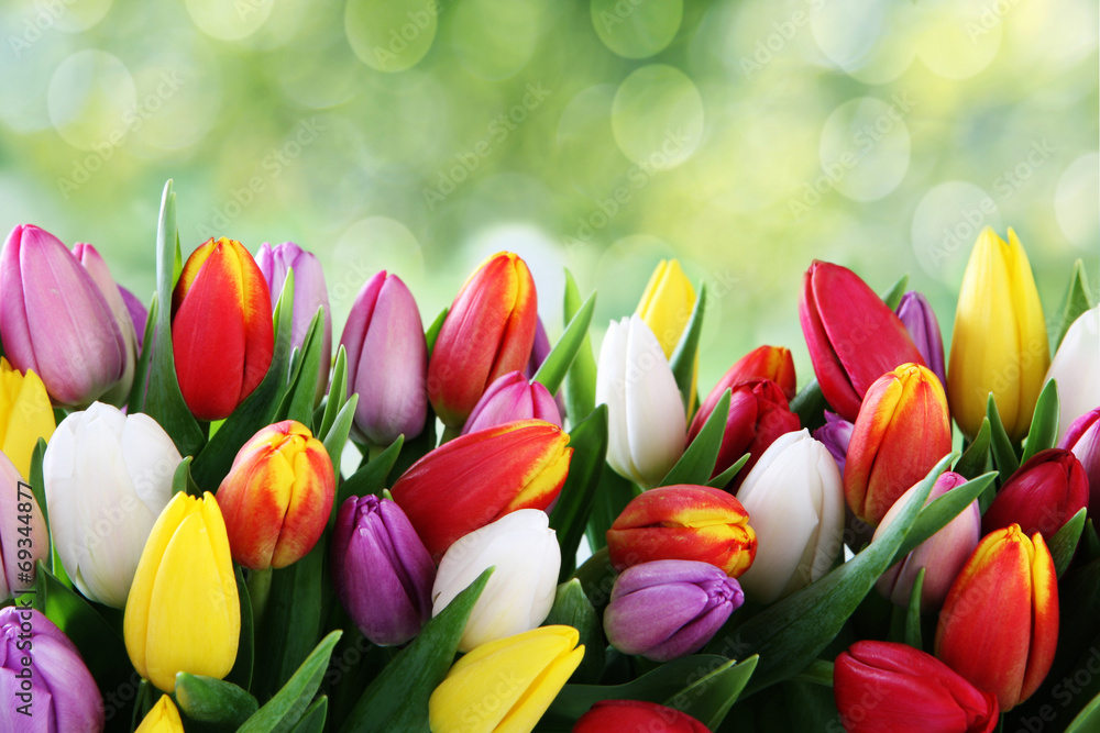 tulips Stock Photo | Adobe Stock