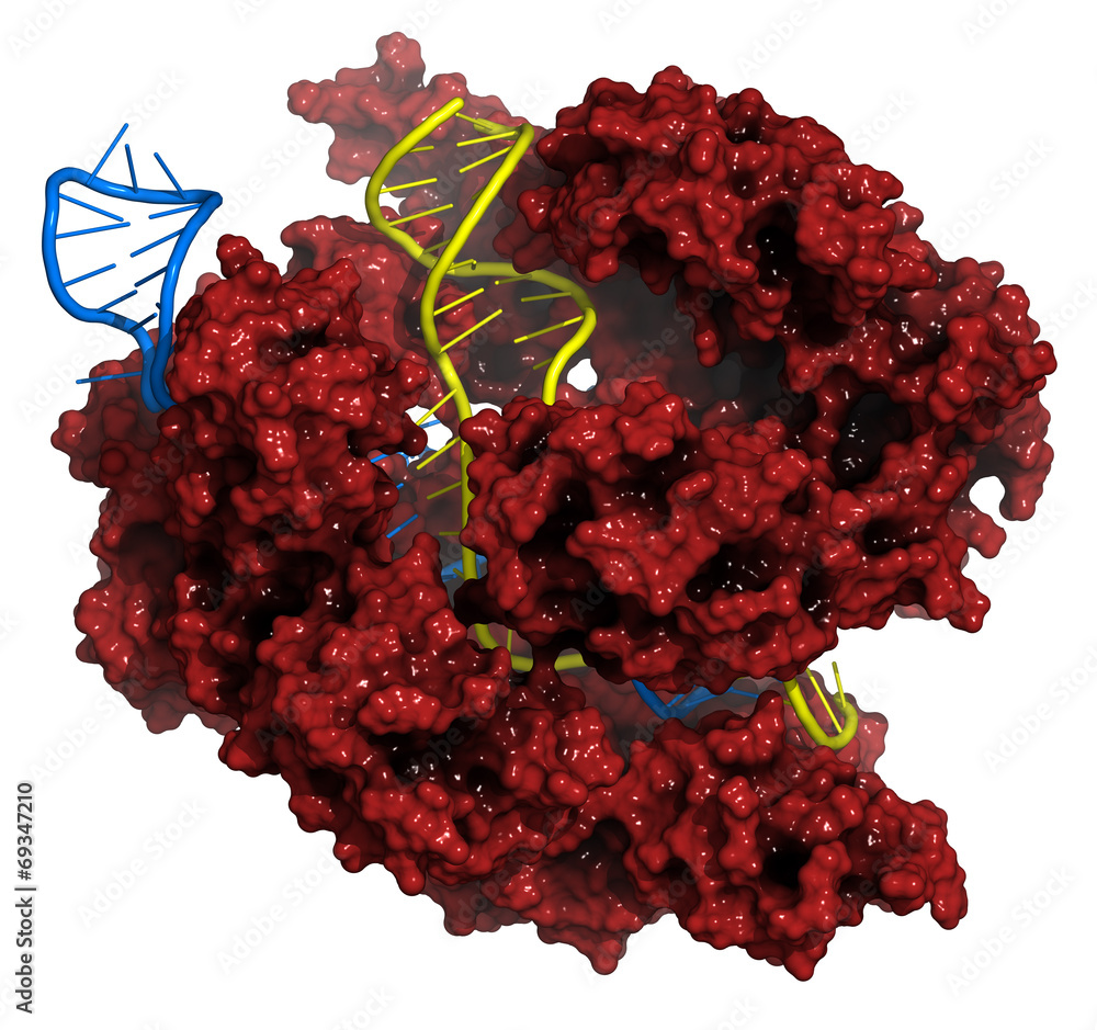 CRISPR-CAS9 gene editing complex from Streptococcus pyogenes. Stock ...