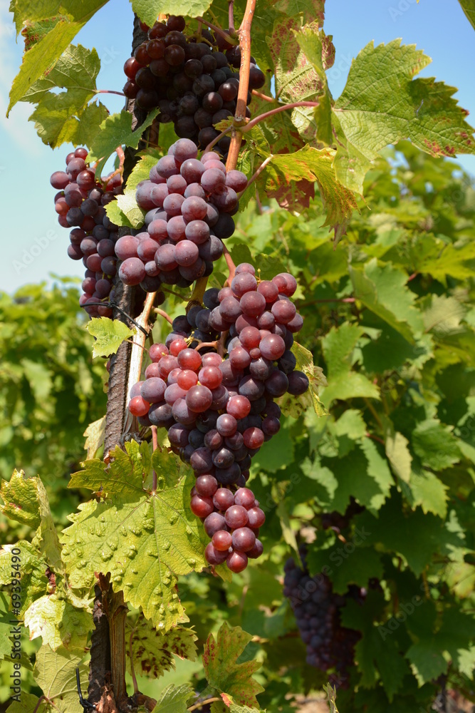 Beautiful and ripe red grapes. Very tasty and super healthy grapes ...