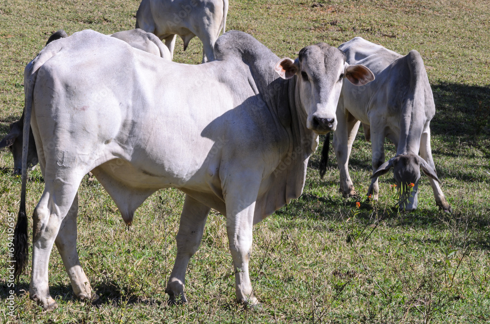 touro solto em pasto verde com outros animais em dia claro de sol ...