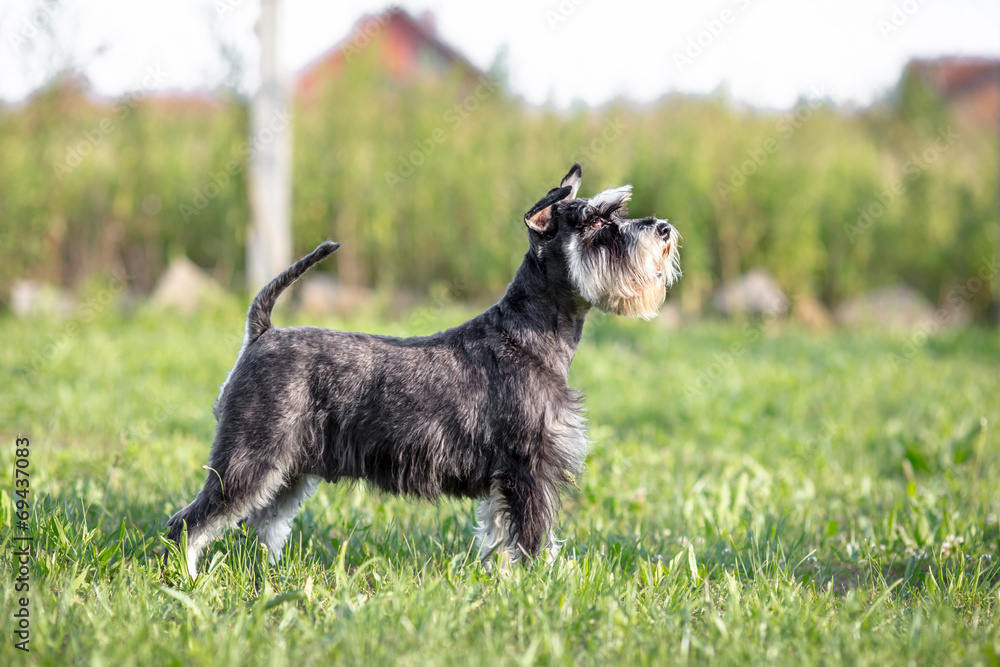 Miniature Schnauzer profile Stock Photo | Adobe Stock