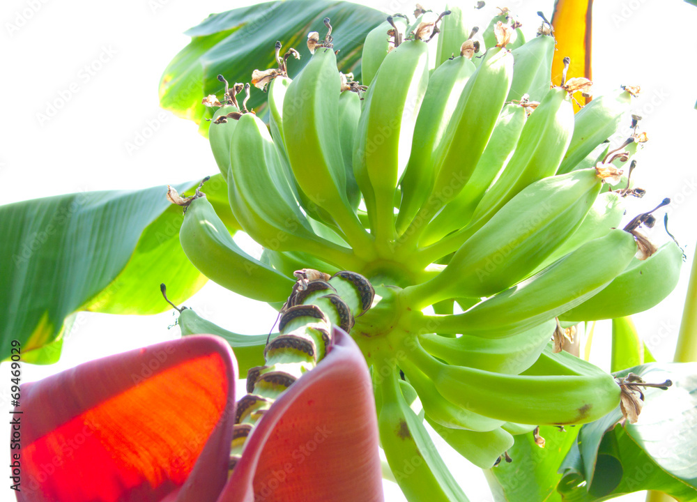 banana shrub Stock Photo | Adobe Stock