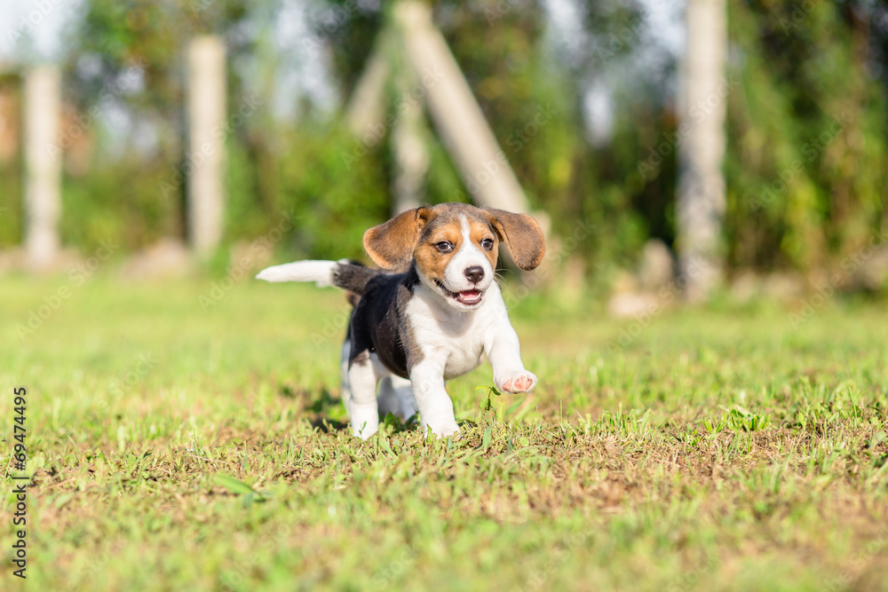Beagle puppy running Stock Photo | Adobe Stock