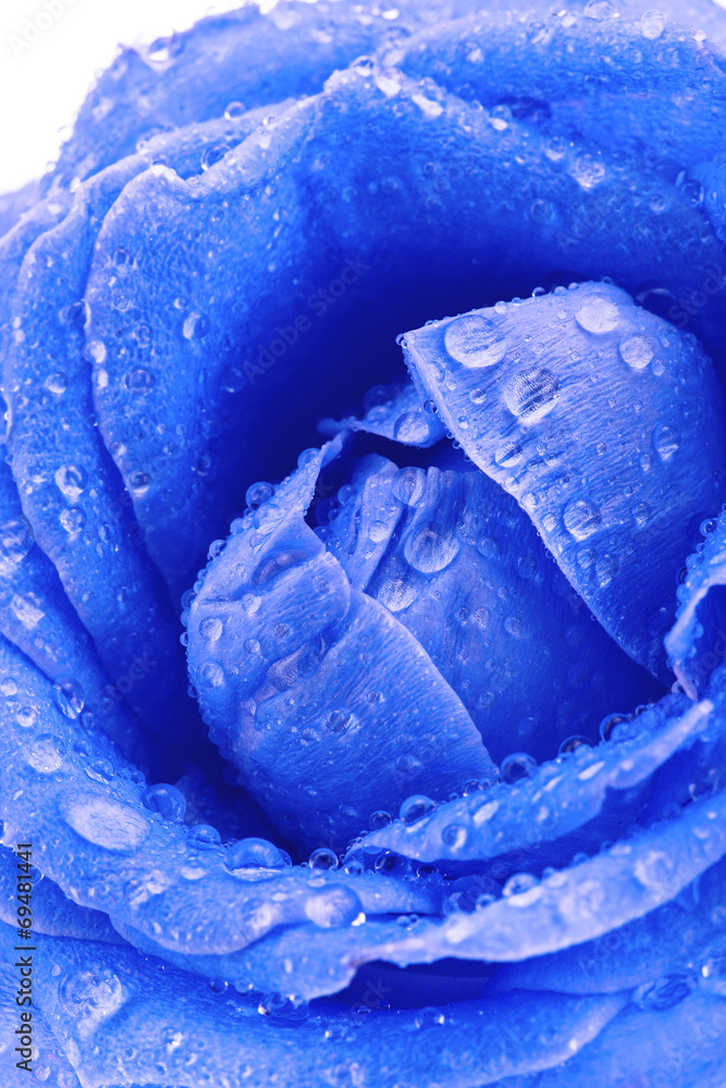 Beautiful blue rose background Stock Photo | Adobe Stock