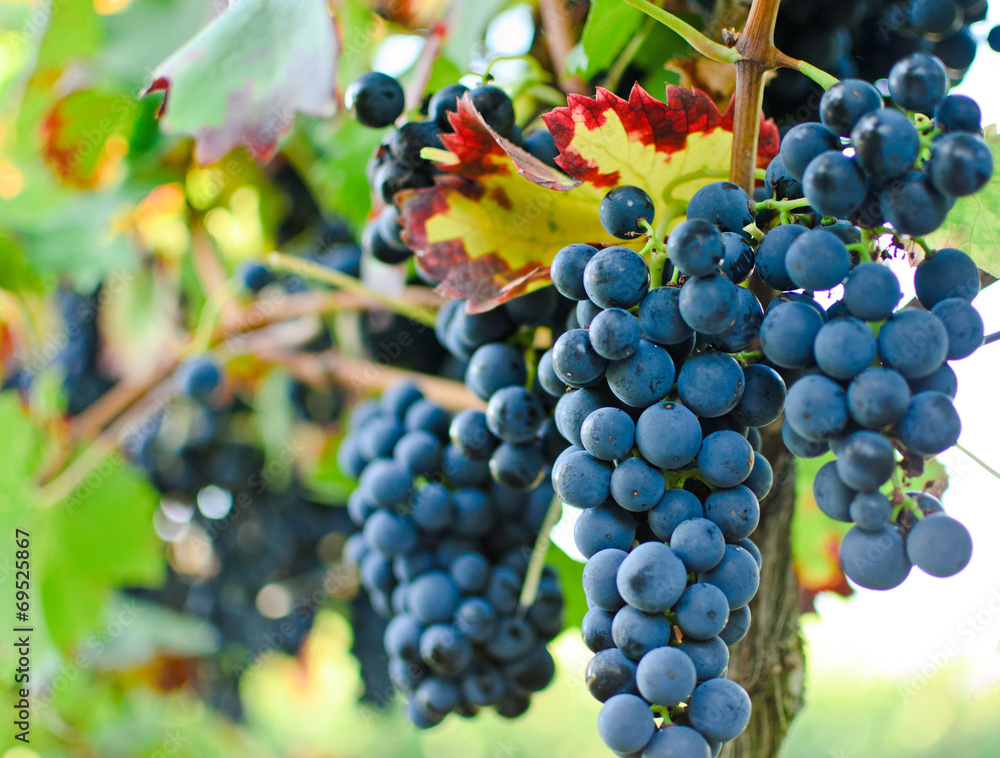 Blaue Trauben in der Pfalz :) Stock-Foto | Adobe Stock