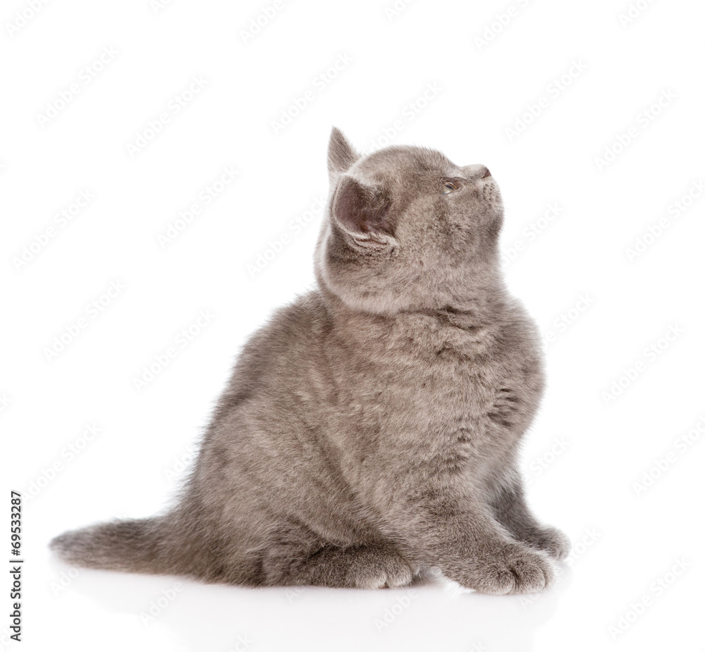 Kitten Face Profile