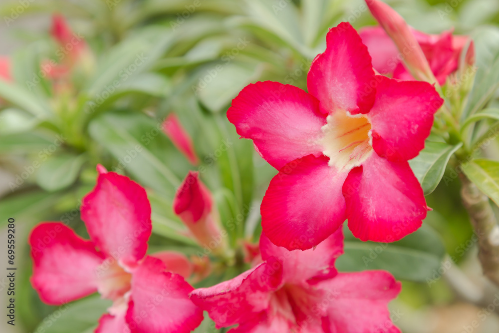 Impala Lily Stock Photo | Adobe Stock