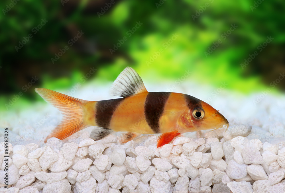 Clown loach tiger botia catfish Botia macracanthus Stock Photo | Adobe ...