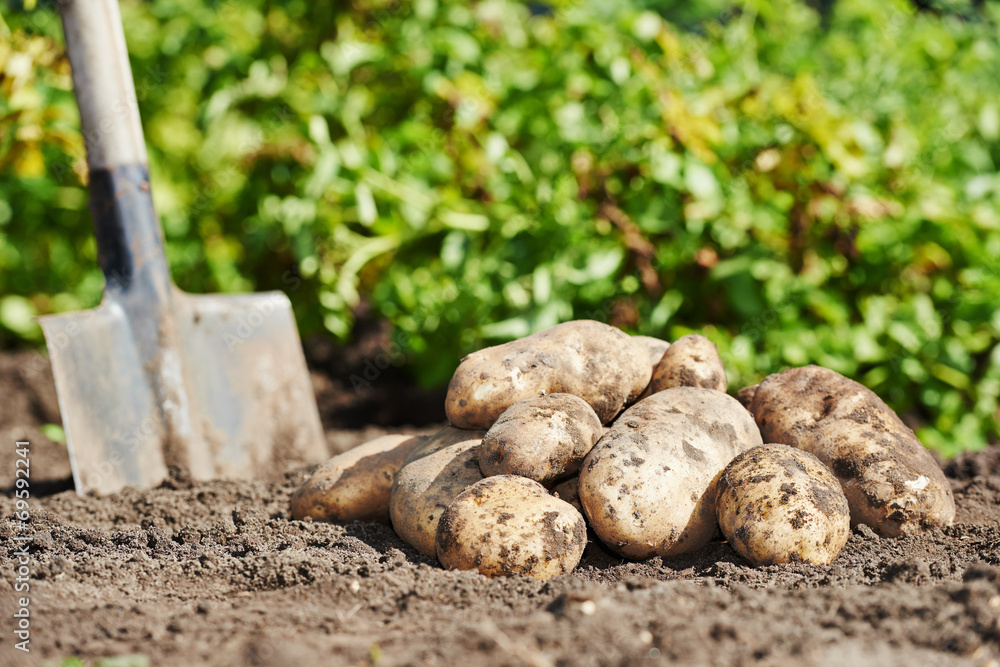 Potatoes on the ground Stock Photo | Adobe Stock