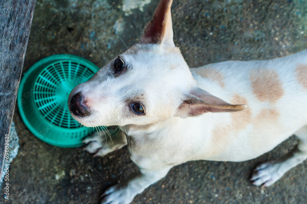 Sad little dog,thai dog. Stock Photo | Adobe Stock