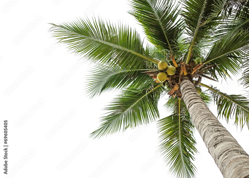 coconut tree on white Stock Photo | Adobe Stock