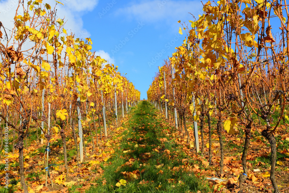 Herbst im Rheingau Stock-Foto | Adobe Stock