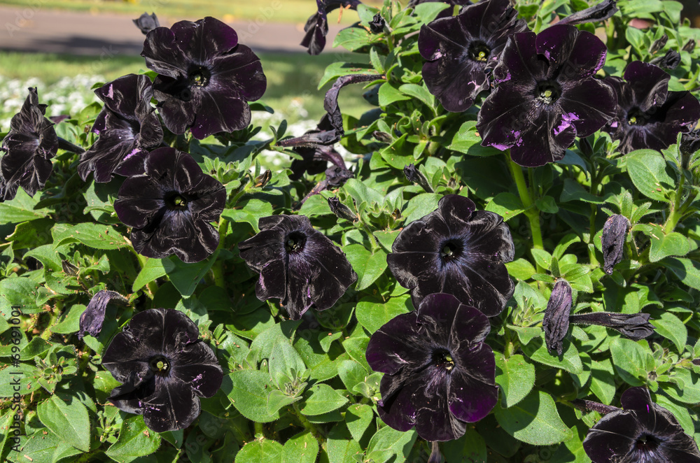 Foto de papola negra do Stock | Adobe Stock