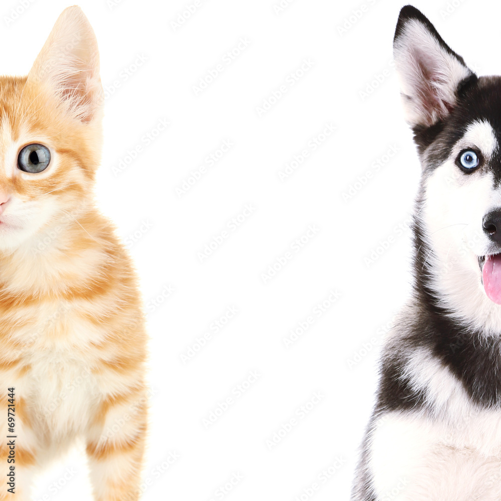Cute cat and dog faces isolated on white Stock Photo | Adobe Stock