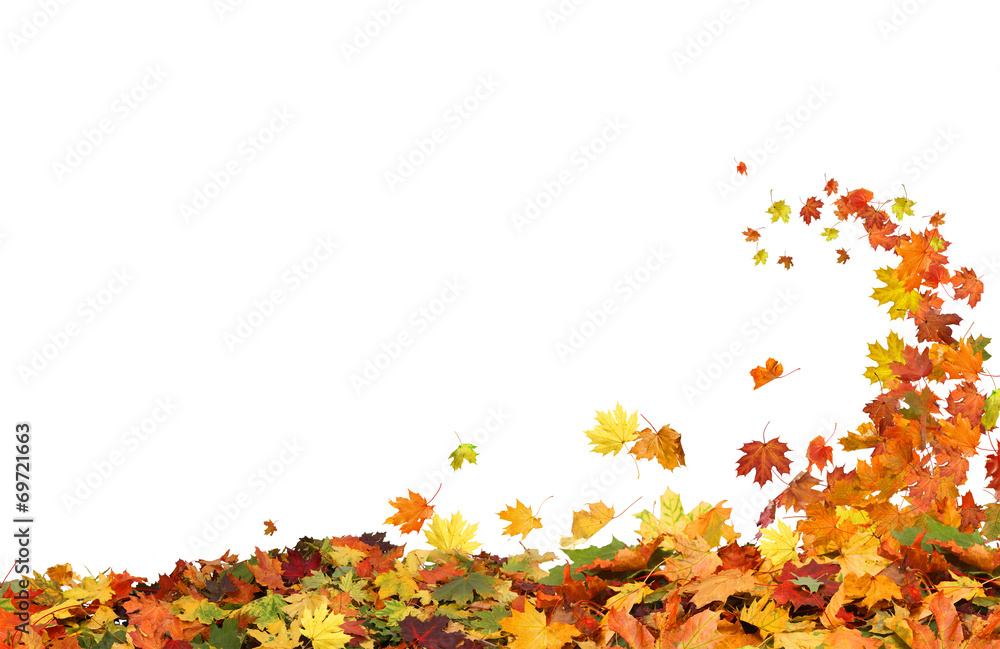 Autumn falling leaves on white background Stock Photo | Adobe Stock