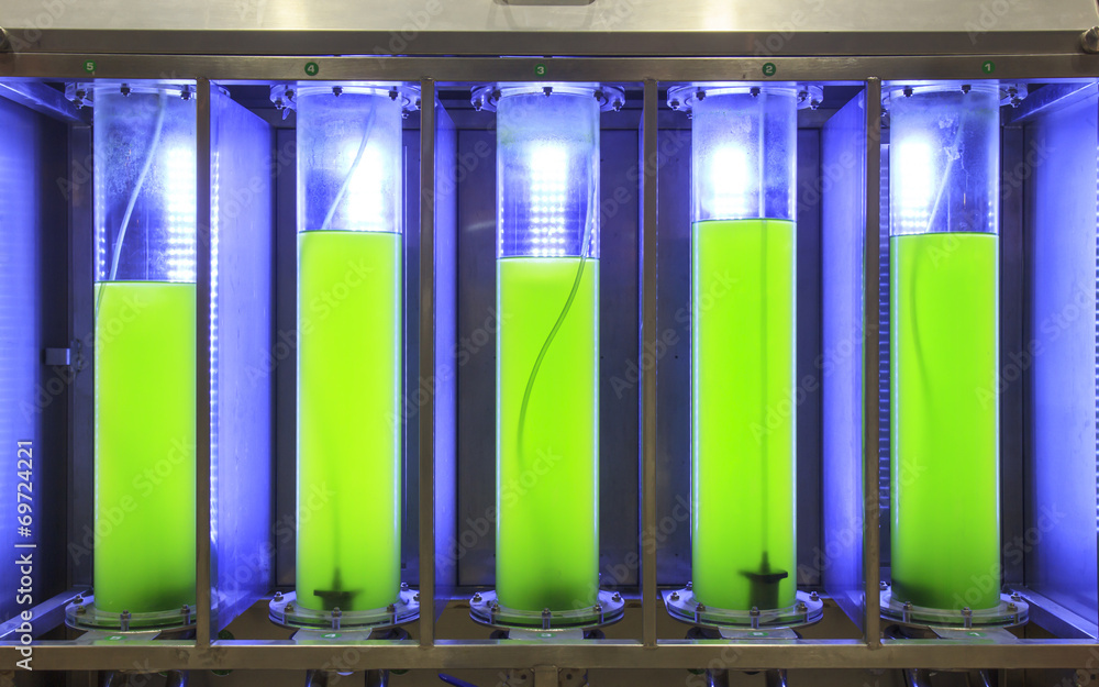 Photobioreactor in lab algae fuel biofuel industry Algae fuel o Stock ...