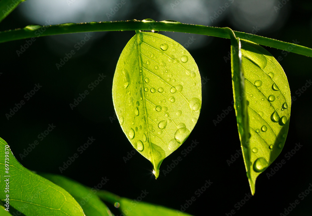 Translucent leaf with water drops Stock Photo | Adobe Stock