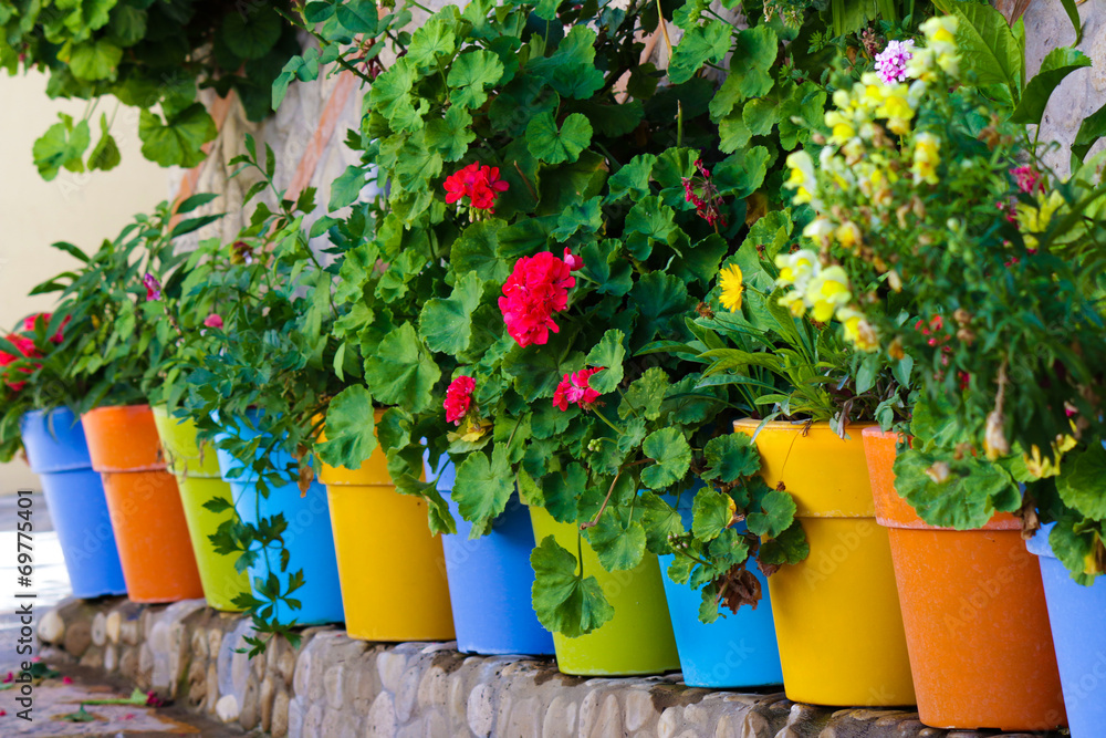 Flowers in colorful pots Stock Photo | Adobe Stock