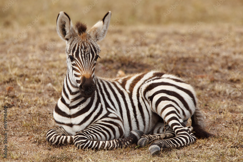 Baby Zebra Stock Photo | Adobe Stock
