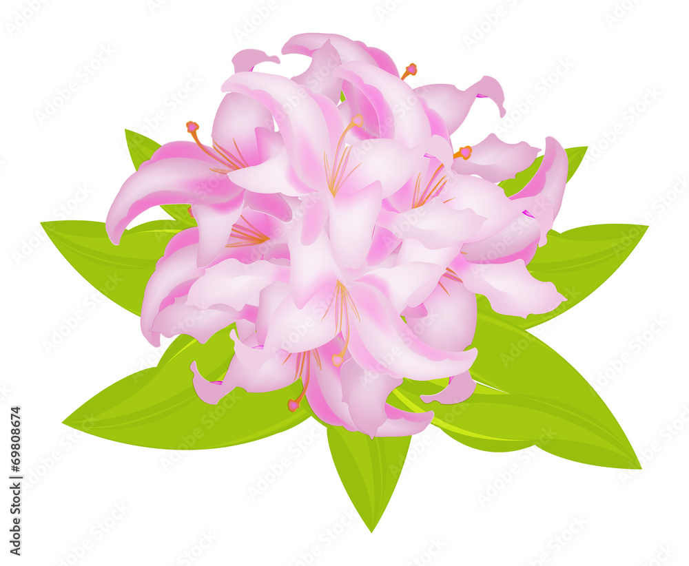 Pink Lily.Vector Stock Vector | Adobe Stock