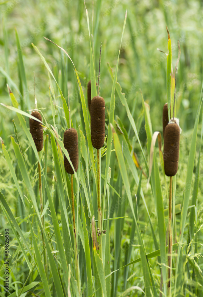 Cattails Stock Photo | Adobe Stock