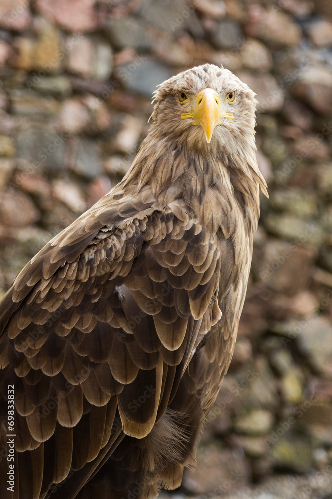 Oiseau rapace Pygargue à queue blanche Stock Photo | Adobe Stock