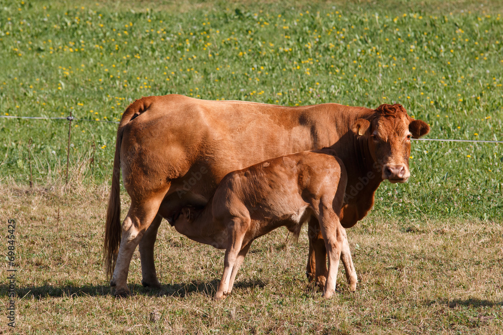 Vaca raza Limusin con ternero. foto de Stock | Adobe Stock