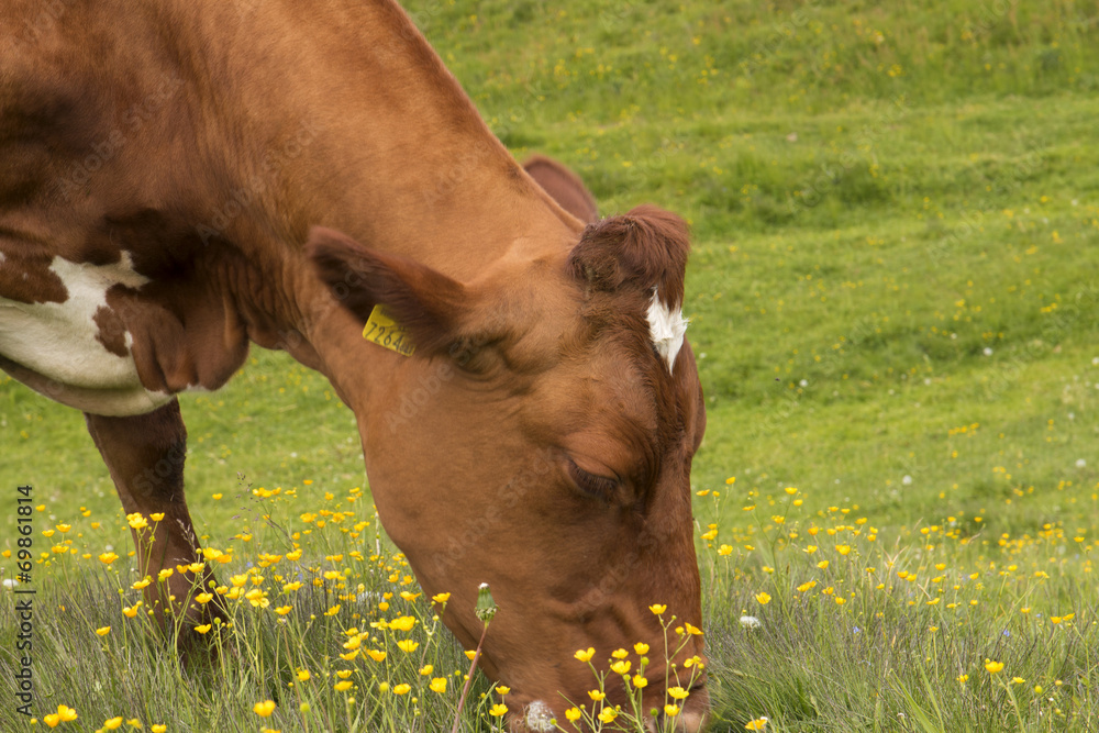 kuh Stock Photo | Adobe Stock