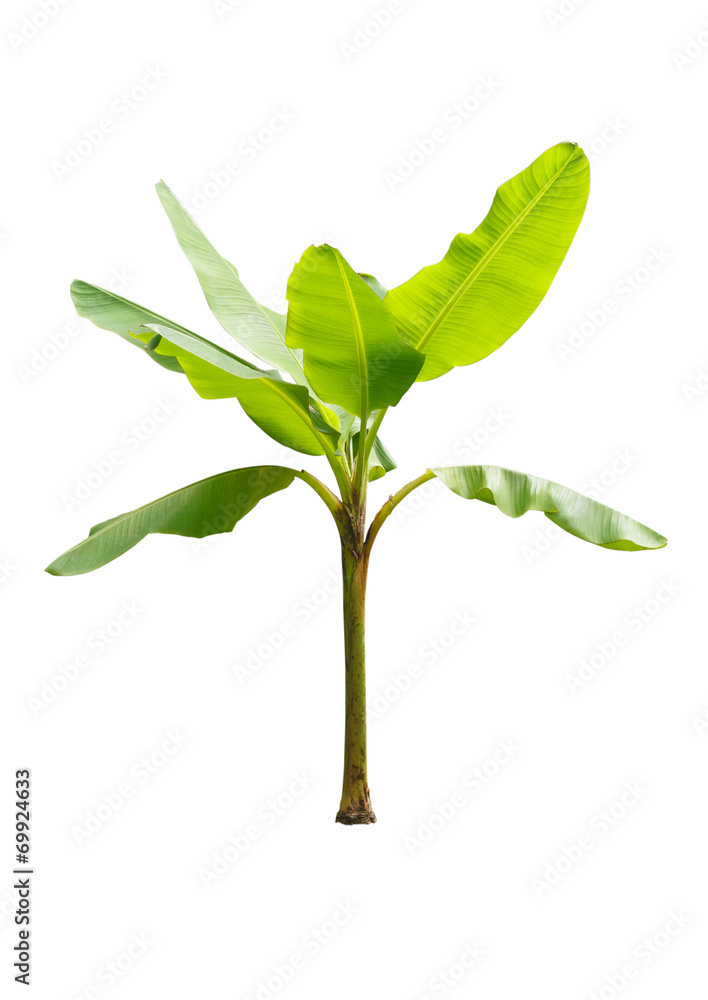Banana tree isolated on white background Stock Photo | Adobe Stock