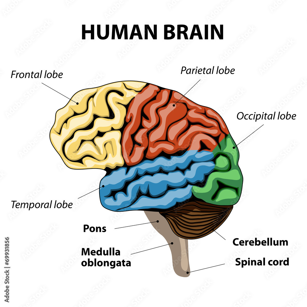 human brain anatomy Stock Vector | Adobe Stock