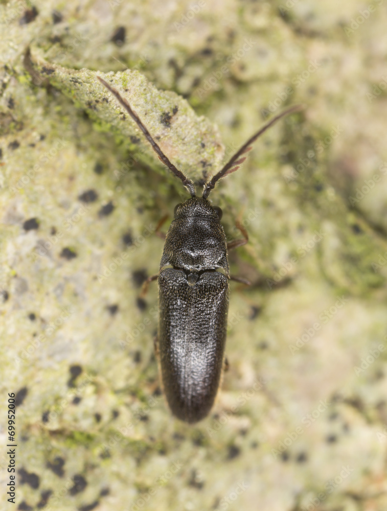 Male False click beetle, Microrhagus pygmaeus, Eucnemidae Stock Photo ...